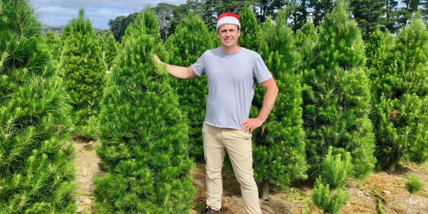 Real Christmas Trees Online Melbourne - Christmas Tree Shop